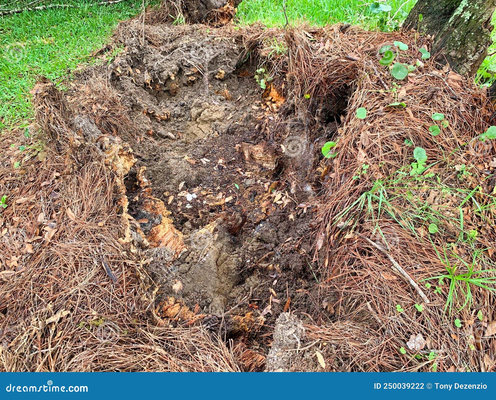 Tree Stump Hole in the Ground Stock Photo - Image of layer, dirt: 250039222