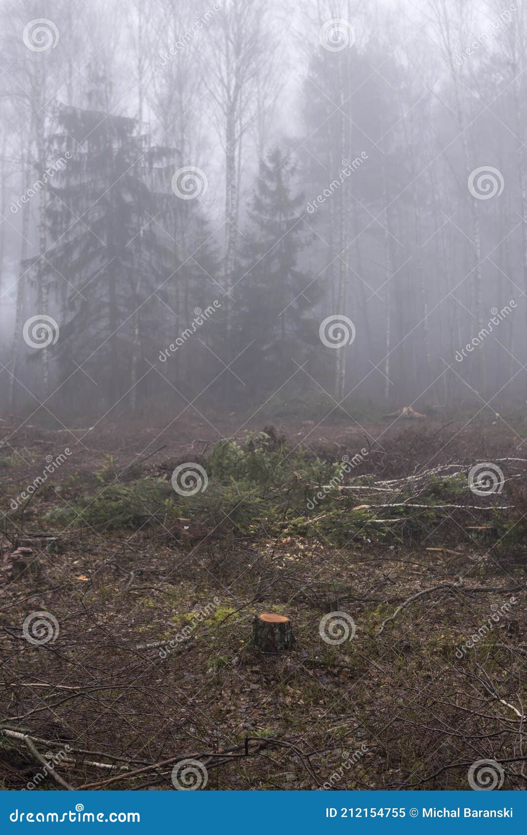 Tree Stump Inside of a Forest Stock Image - Image of fall, season ...