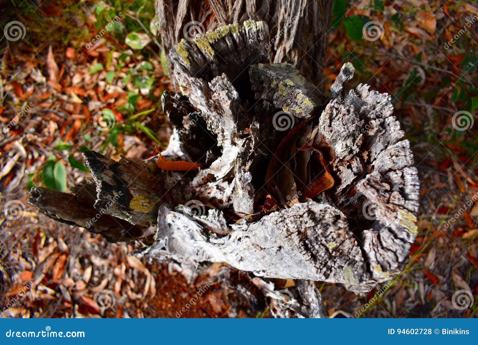 Tree Stump stock photo. Image of australia, tree, autumn - 94602728