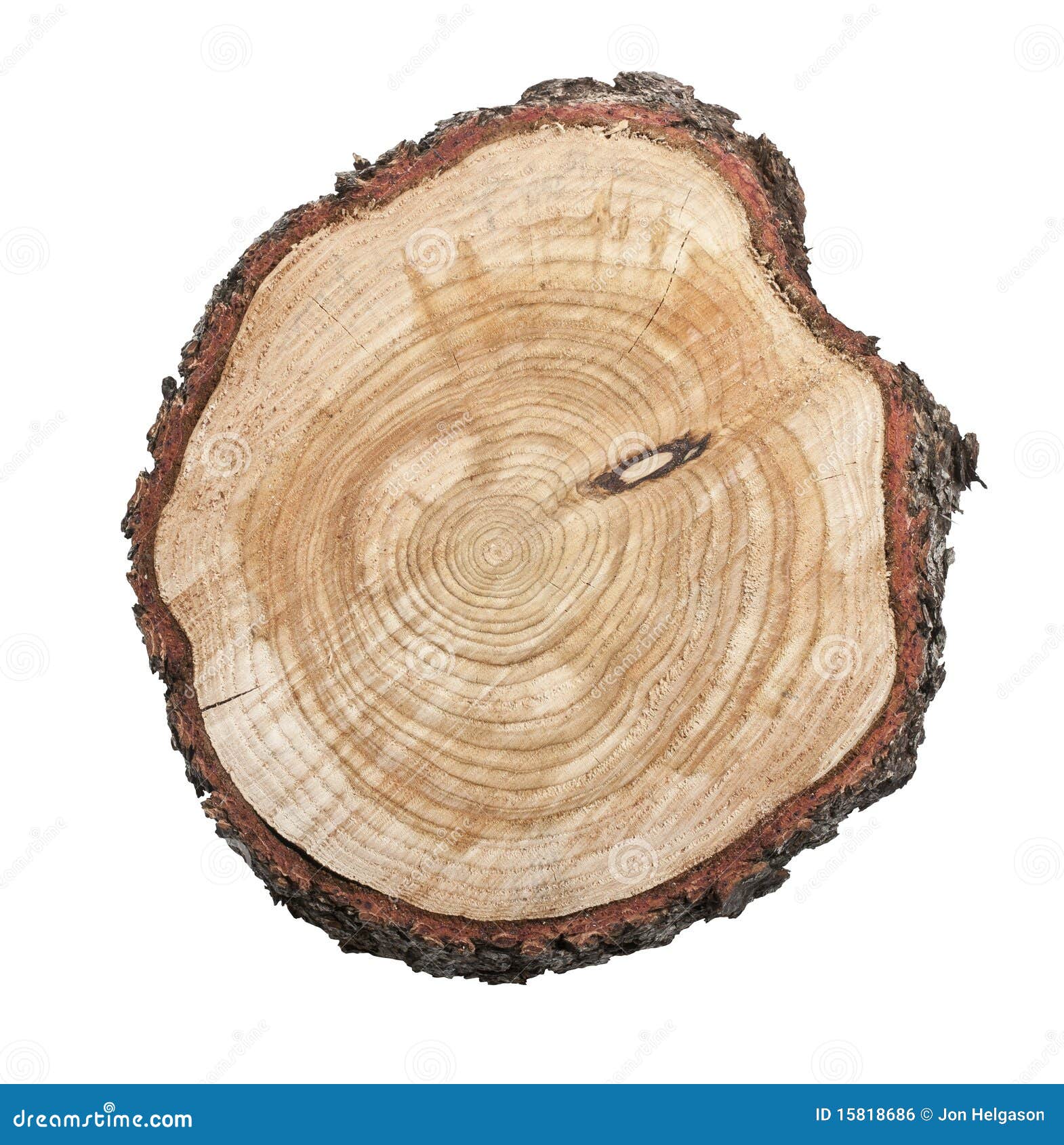 Tree Stump Isolated on White Background Stock Photo - Image of ... Tree Stump Isolated on White Background Stock Photo - Image of ...