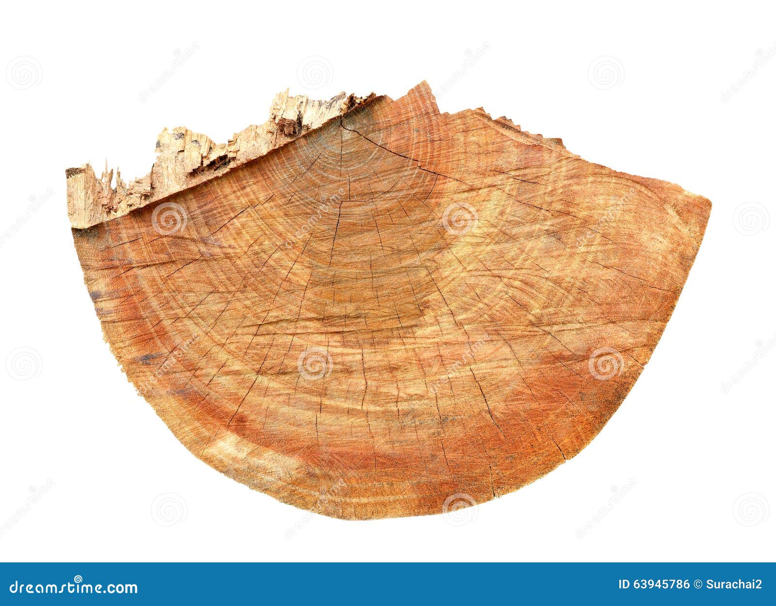 Tree Stump Isolated on White Stock Photo - Image of organic, decay ...