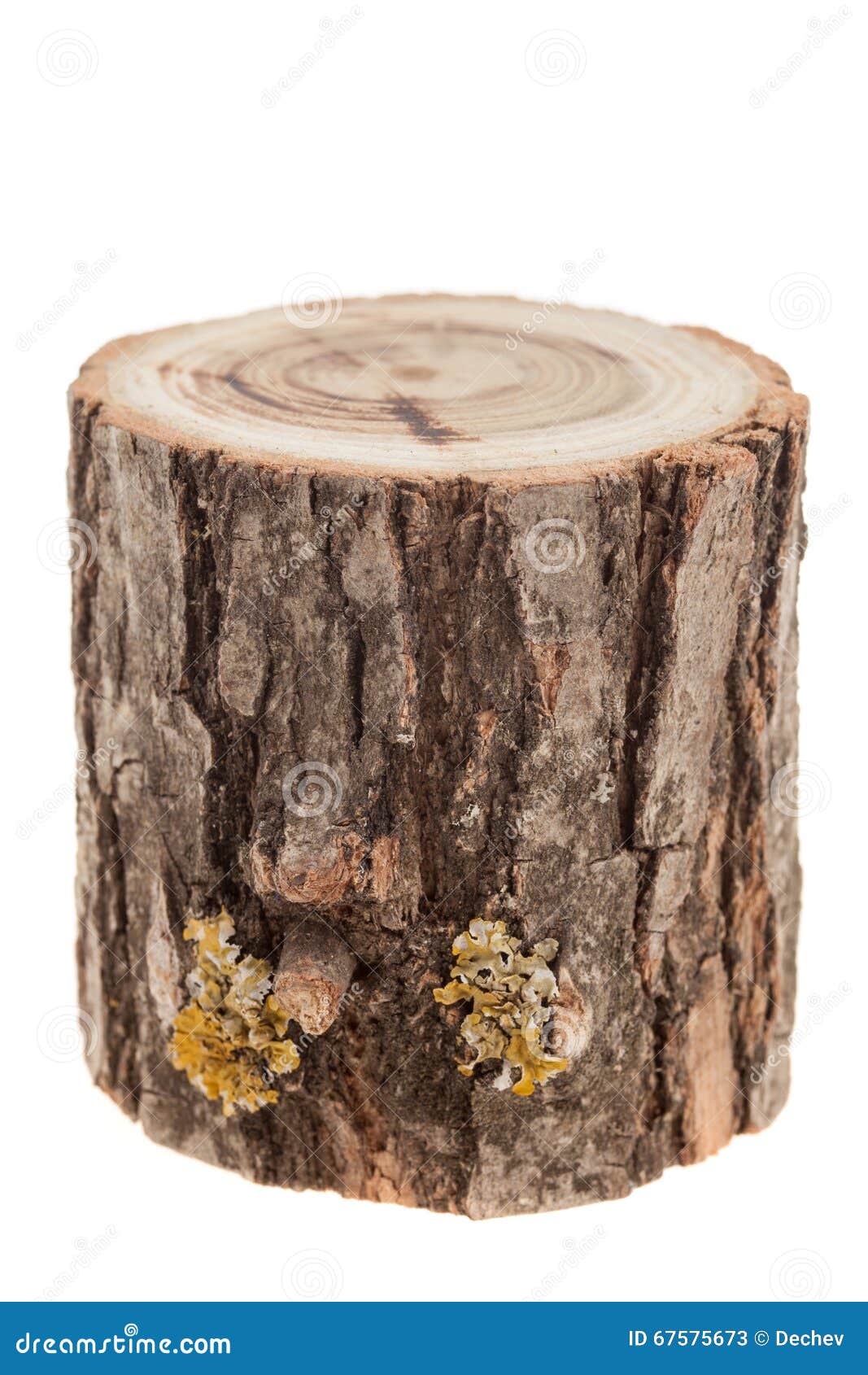 Tree Stump, Isolated on White Stock Image - Image of natural, white ...