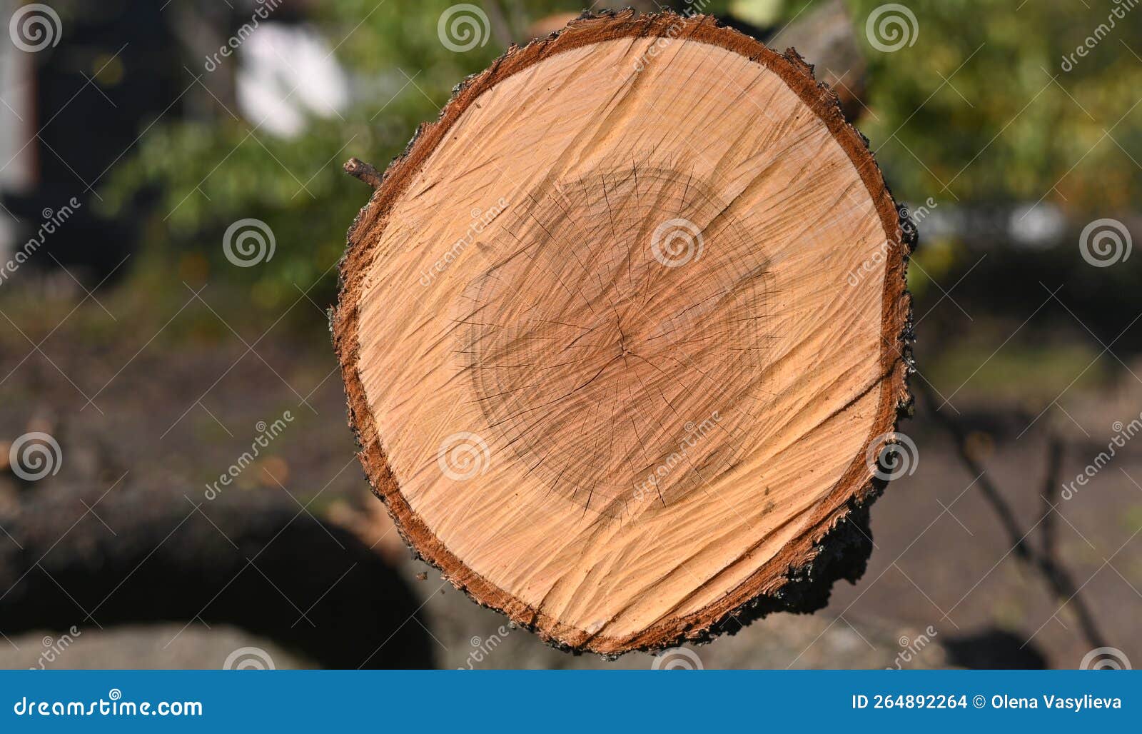 Tree Stump Close-up. Top View. Wooden Pattern Stock Photo - Image of ...