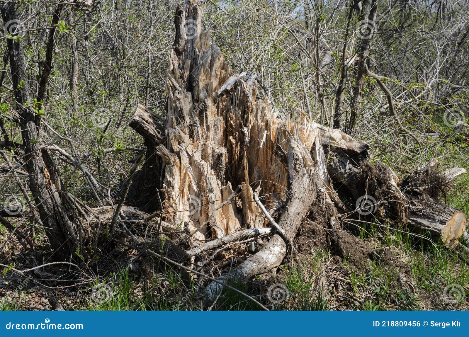 The Tree Stump of a Large, Old Tree Broken by a Hurricane. the ...