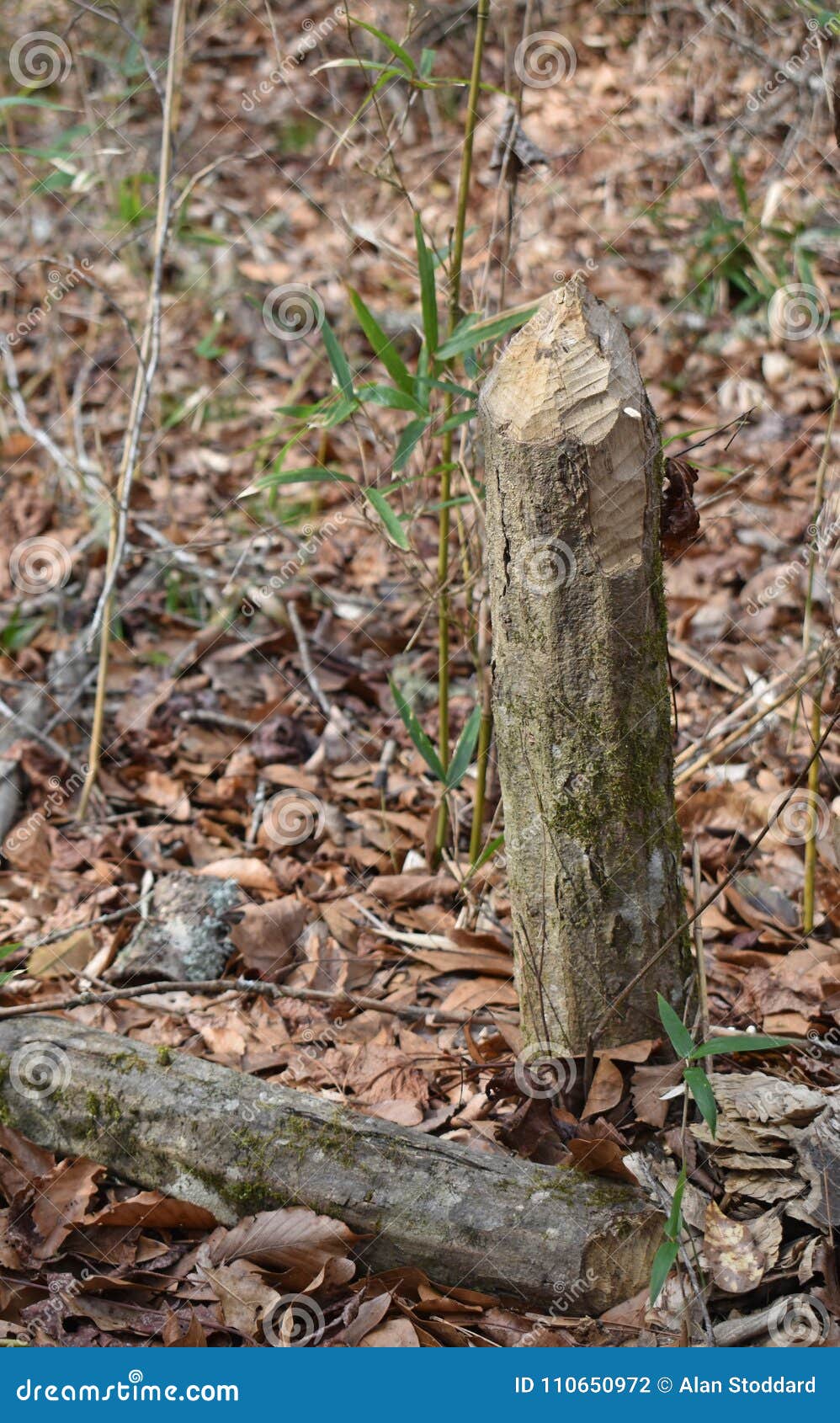 Tree Stump Left by Beavers is Sharp Stock Photo - Image of beavers ...