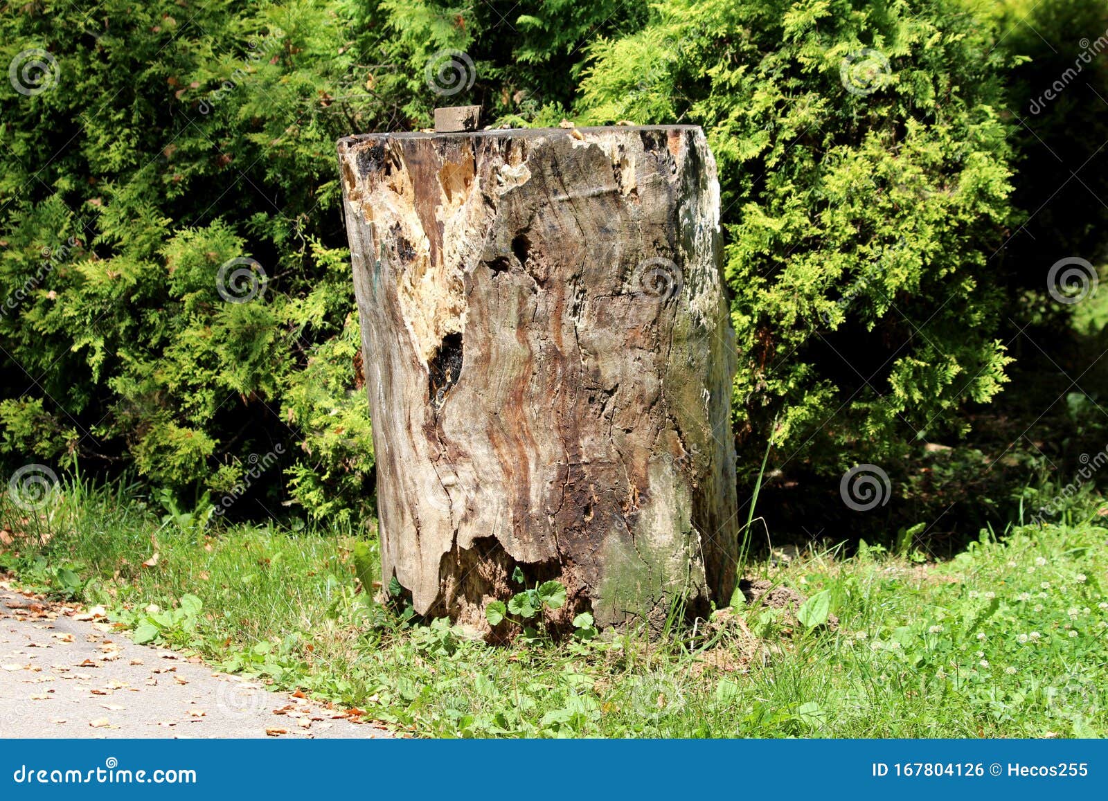 Tree Stump Left from Old Tall Tree with Beautiful Texture Left Next To ...