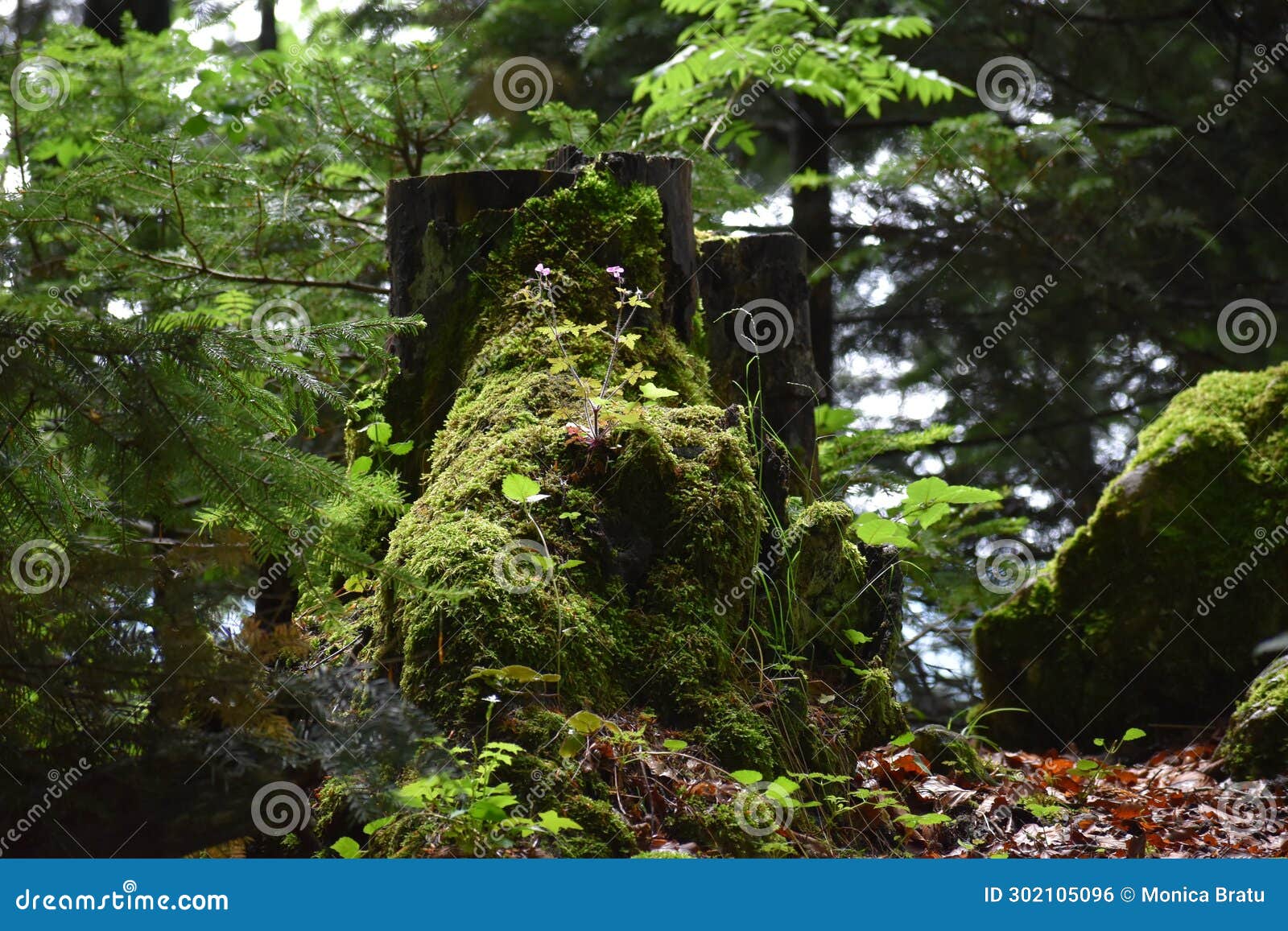 Tree Stump Life Still Thrives Stock Photo - Image of still, shrub ...