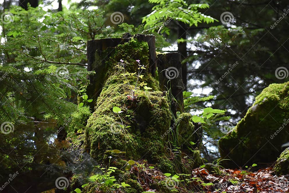 Tree Stump Life Still Thrives Stock Photo - Image of still, shrub ...