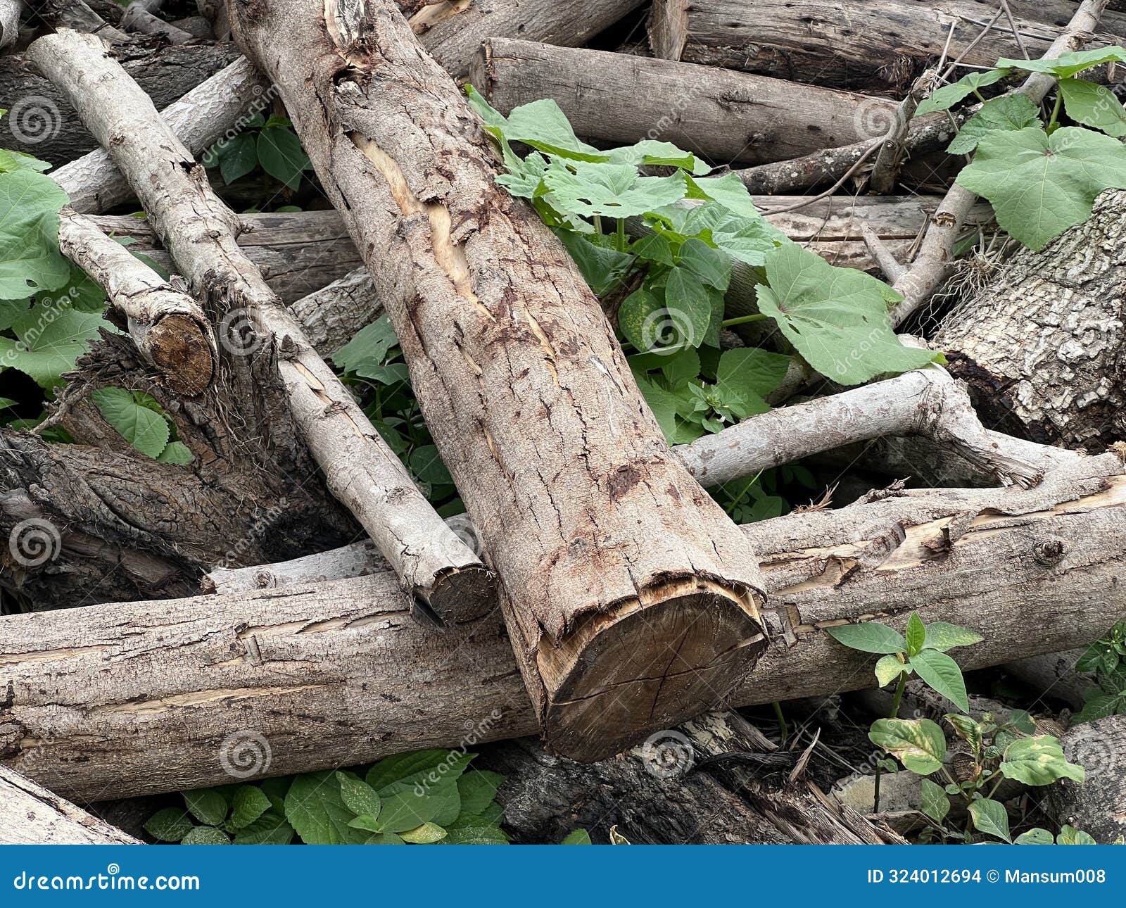 Tree Stump and Log Texture. Wood Texture Stock Photo - Image of grass ...