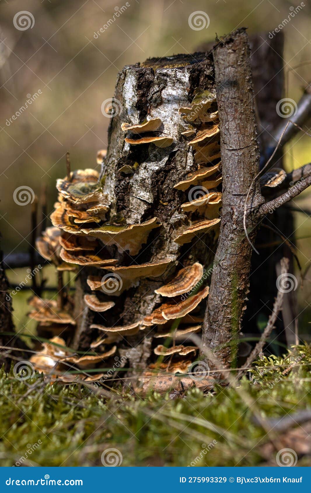 Tree stump stock image. Image of copy, mushroom, still - 275993329