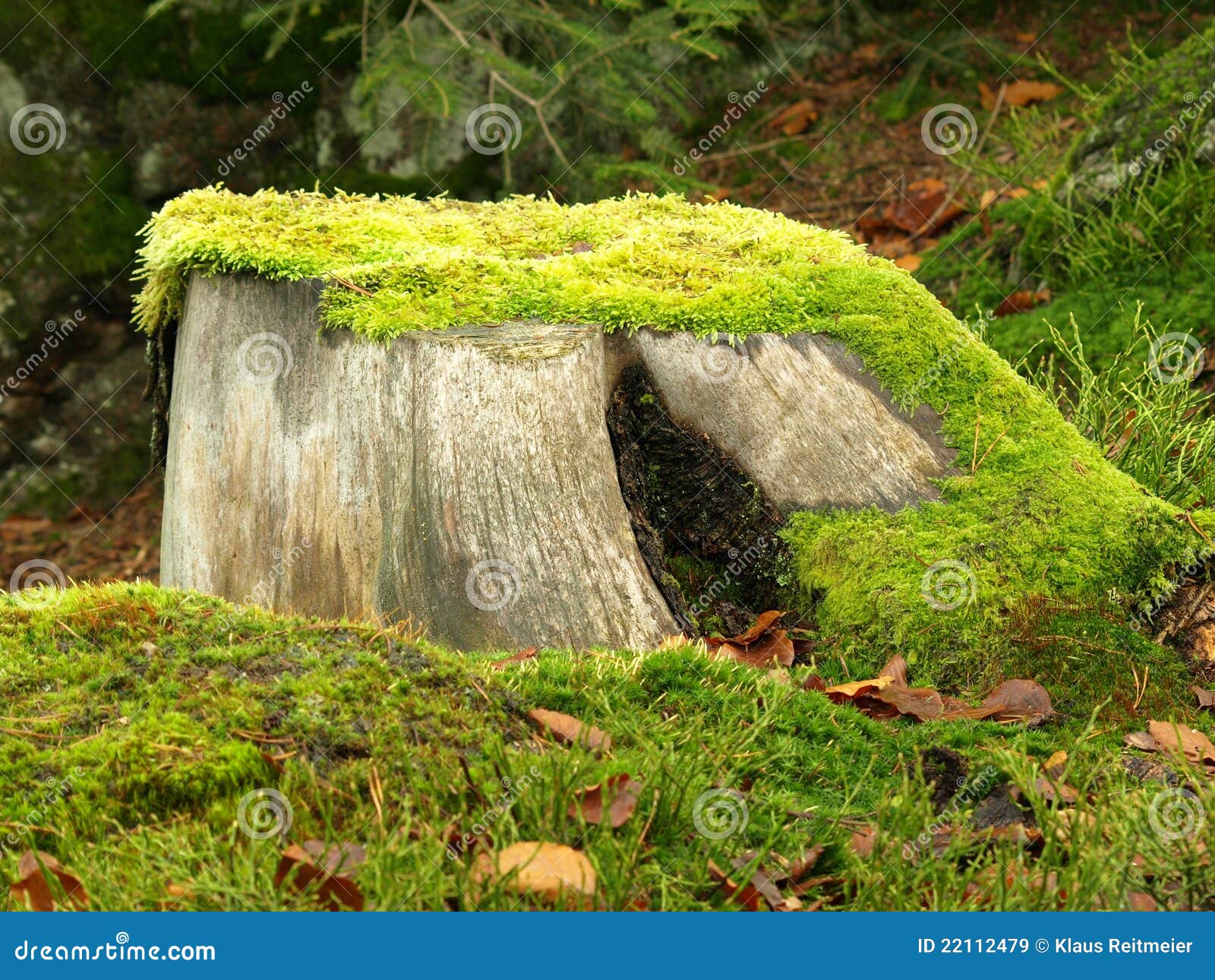 Tree stump with moss stock image. Image of germany, black - 22112479