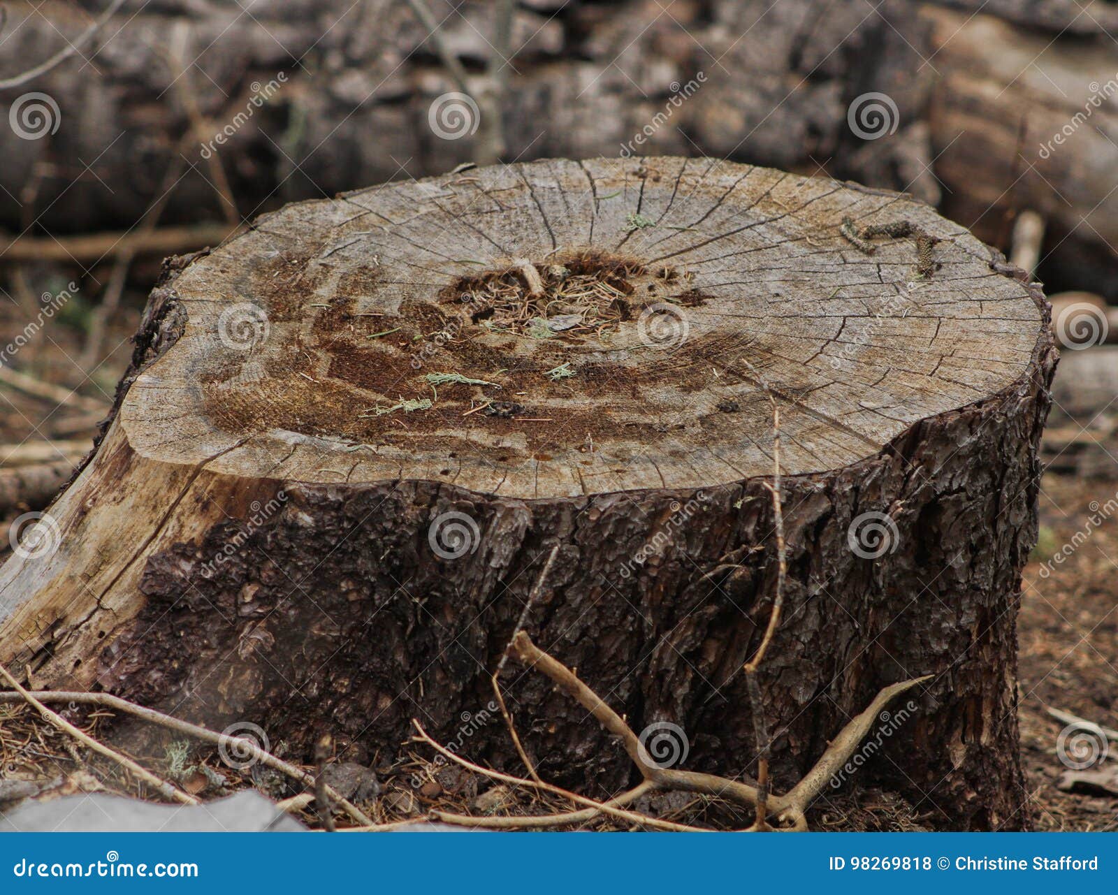Tree Stump in the Mountains Stock Photo - Image of life, destruction ...