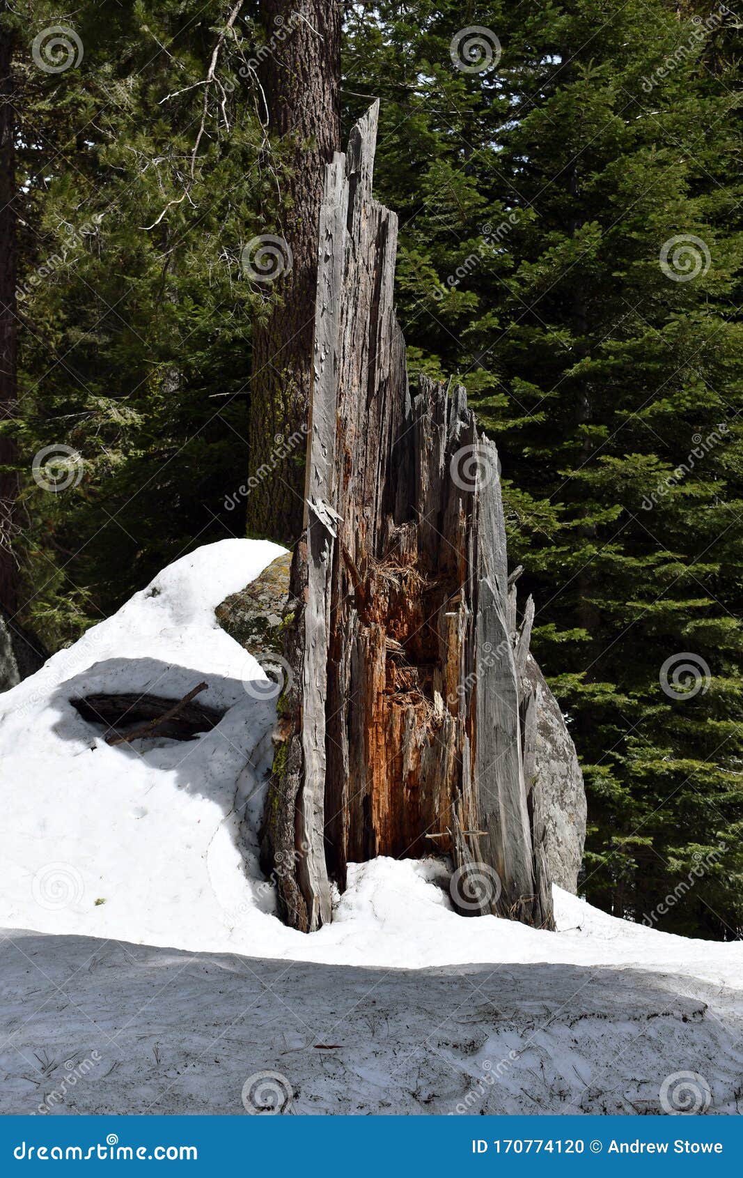 A Tree Stump Mountains in Snow Stock Photo - Image of cold, mountains ...