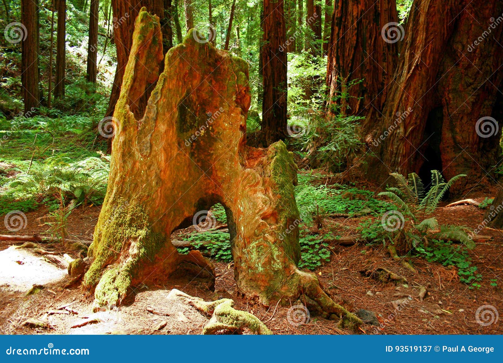 Tree Stump in Muir Woods stock image. Image of base, hiking - 93519137