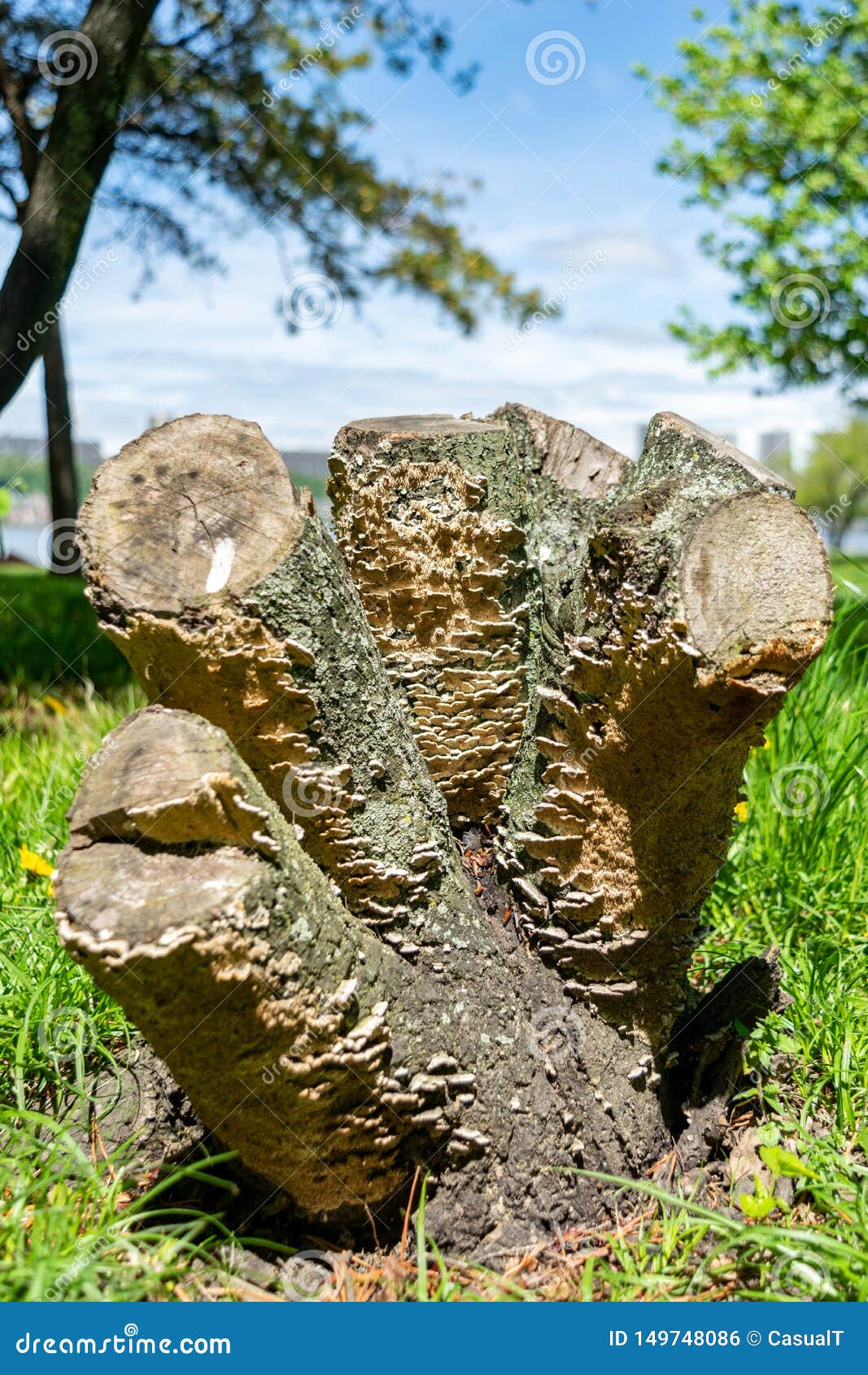 Tree Stump with Multiple Cutt-off Trunk Sections, Against Green Grass ...