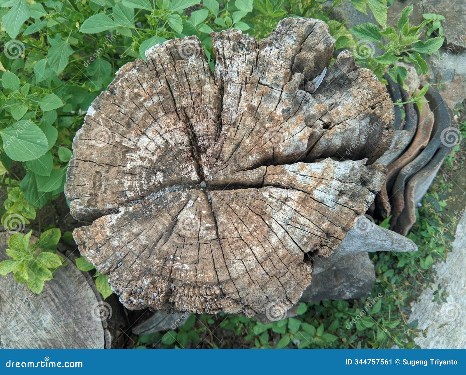 Tree Stump with Natural Cracks Around Wild Plants Stock Image - Image ...