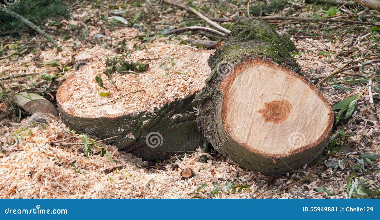 Tree stump stock image. Image of outdoors, sawed, material - 55949881