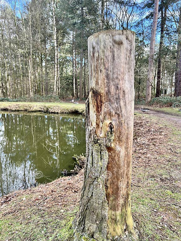 Tree Stump stock photo. Image of bark, stump, chop, chopped - 307704222