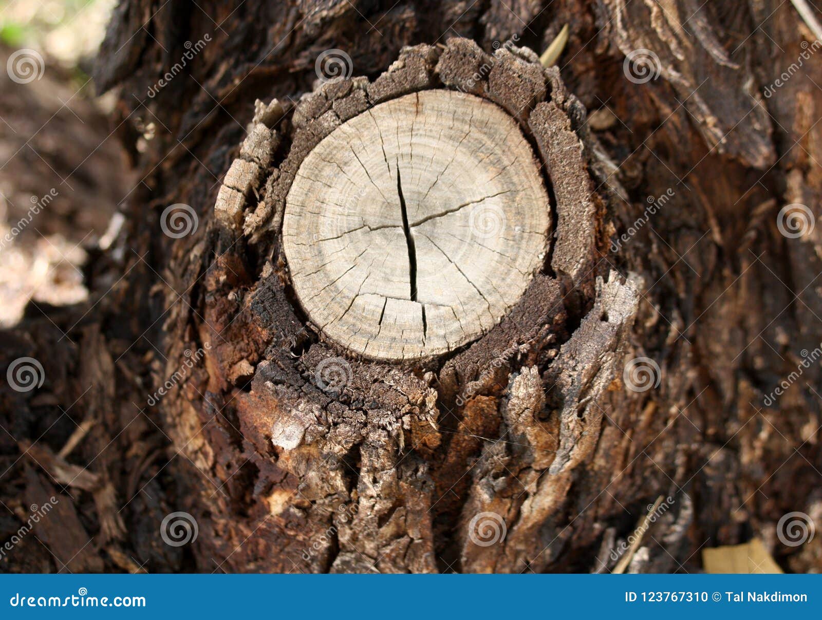 An old tree stump X shape stock photo. Image of ecological - 123767310