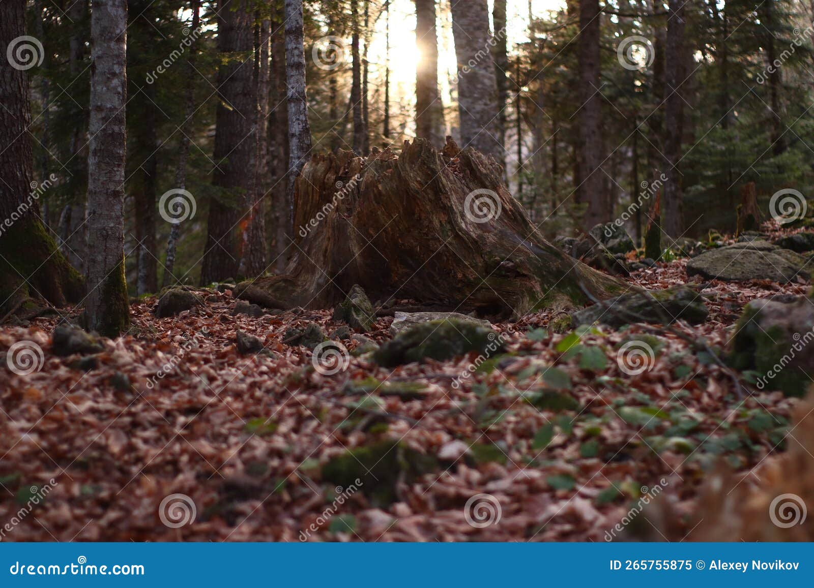 Tree stump stock image. Image of wilderness, trail, leaf - 265755875