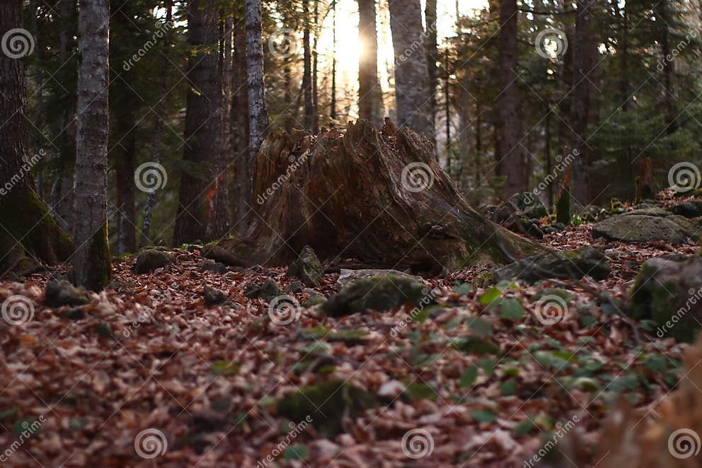 Tree stump stock image. Image of wilderness, trail, leaf - 265755875