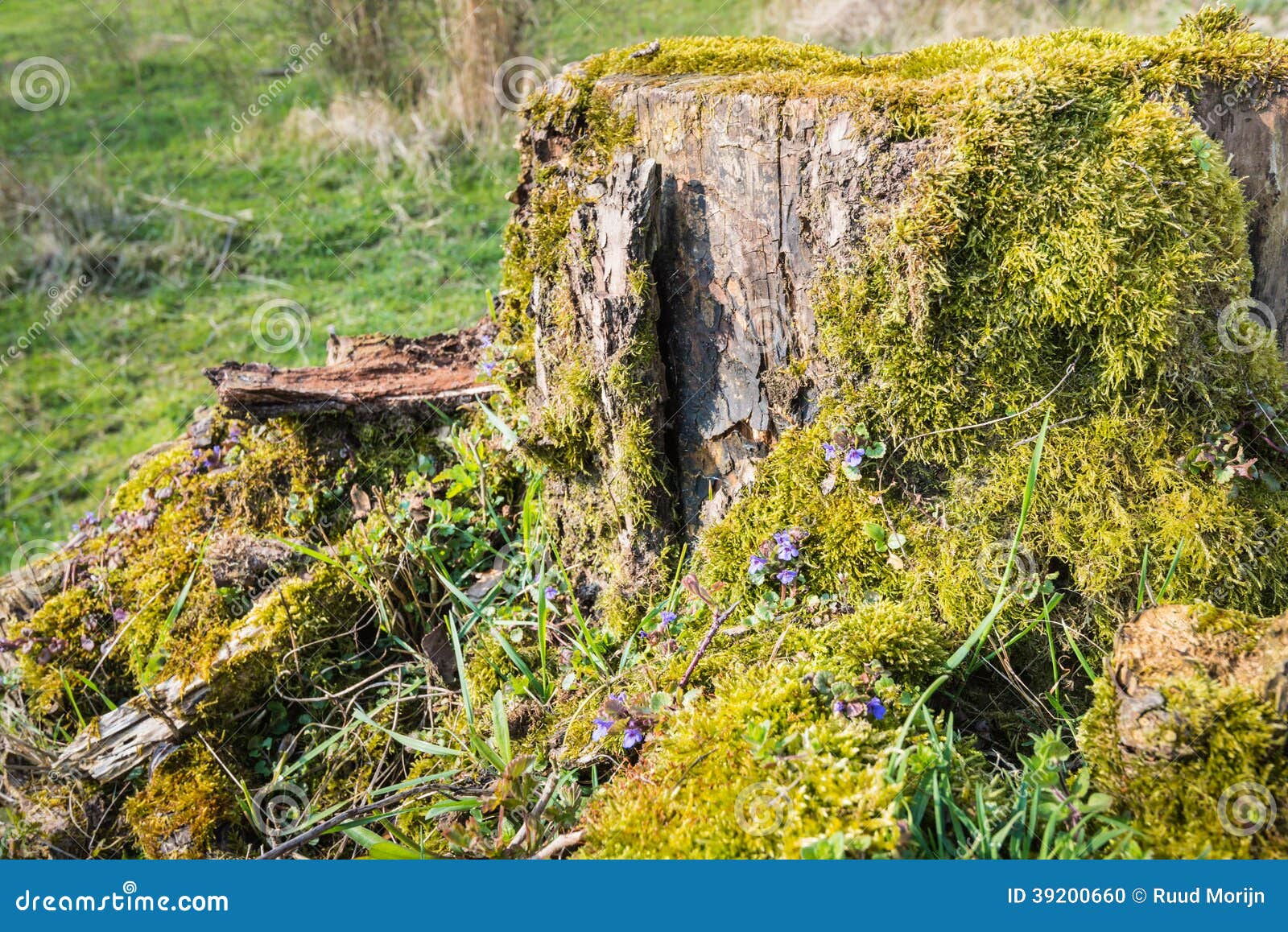 Tree Stump Overgrown with Moss and Grass Stock Photo - Image of nature ...