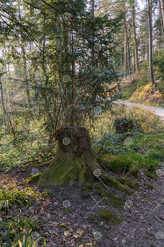 Tree Stump Overgrown with Moss Stands at a Fork in the Road in Black ...