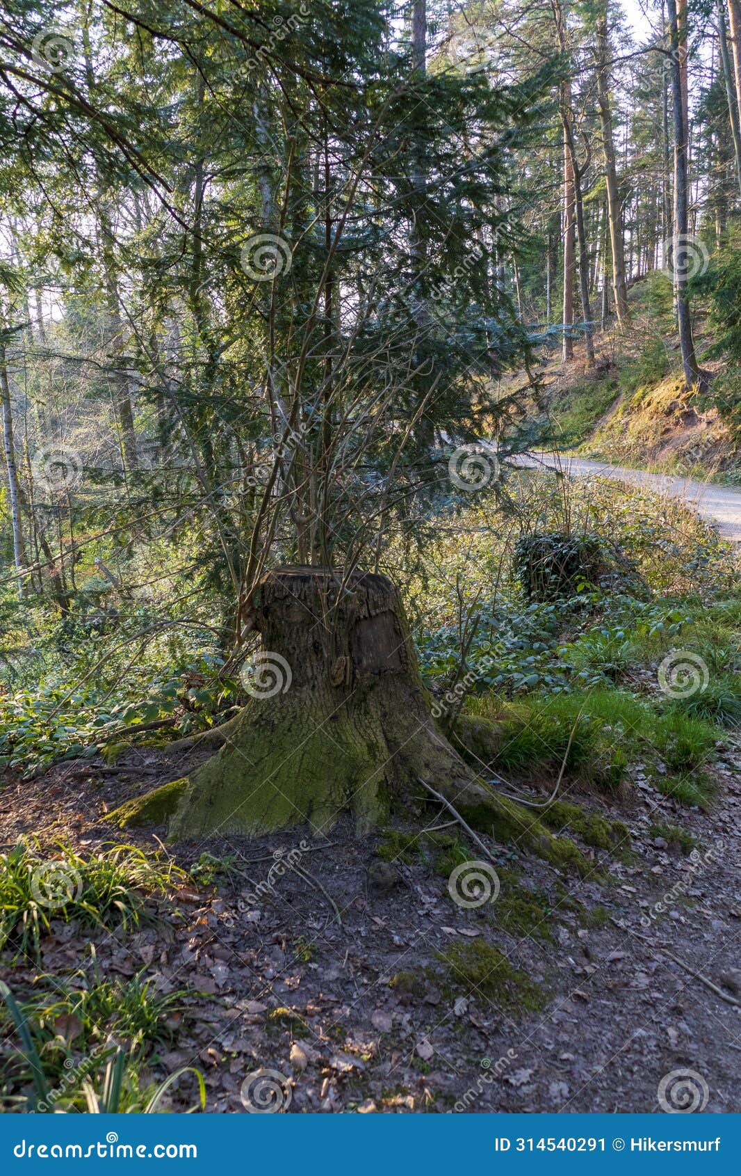 Tree Stump Overgrown with Moss Stands at a Fork in the Road in Black ...