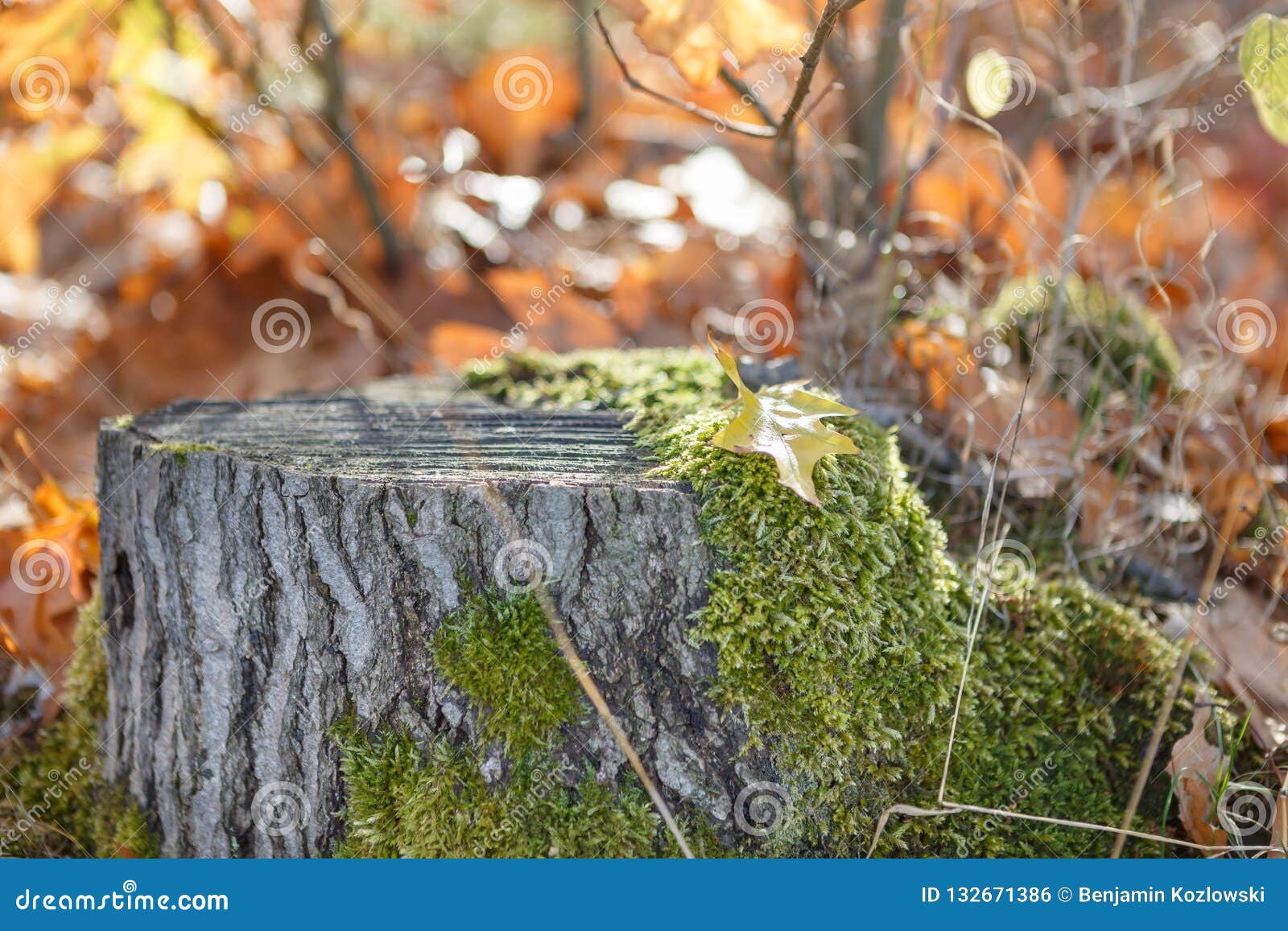 Tree Stump Overgrown with Moss Stock Photo - Image of sunlight, plants ...