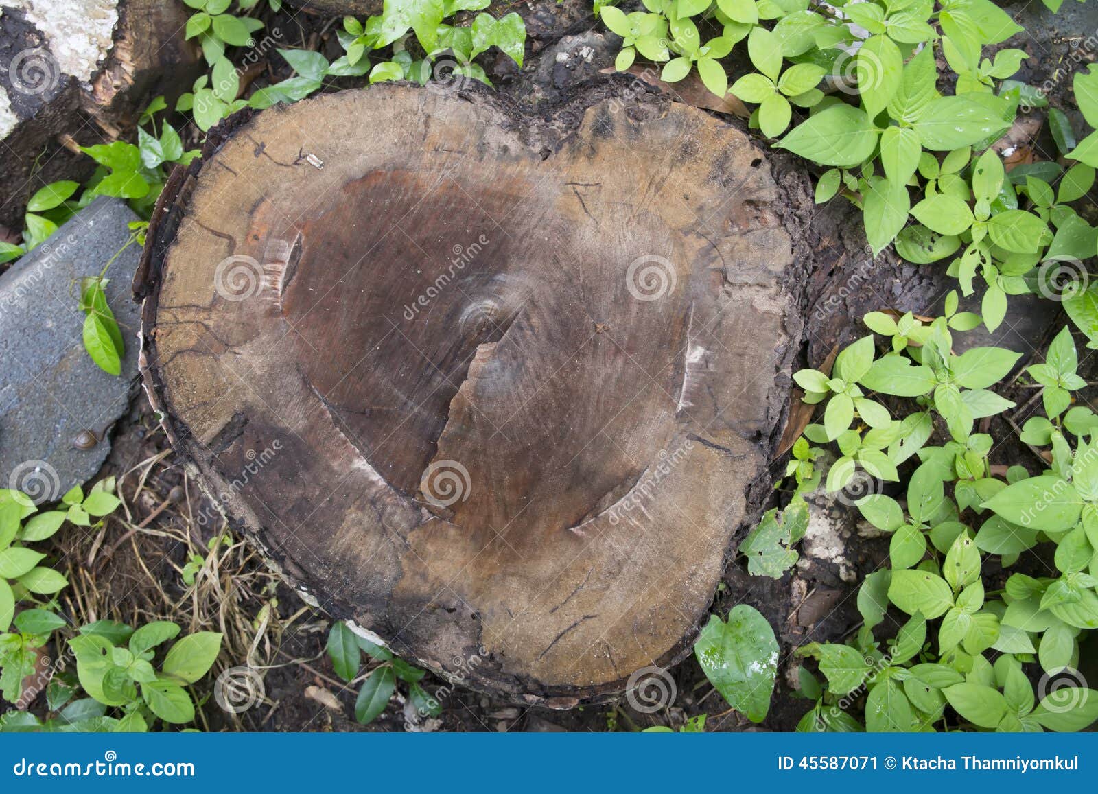 Tree stump in the park. stock image. Image of dirt, grass - 45587071