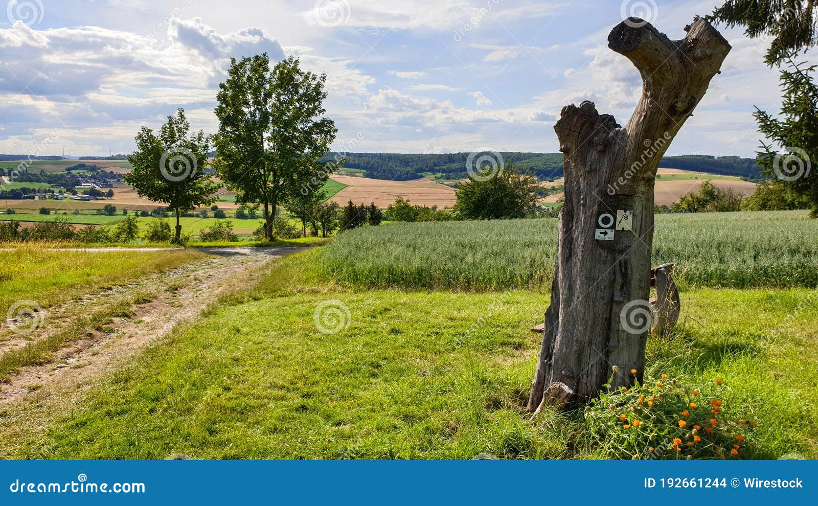 Tree Stump by the Pathway on a Sunny Day Stock Photo - Image of outside ...