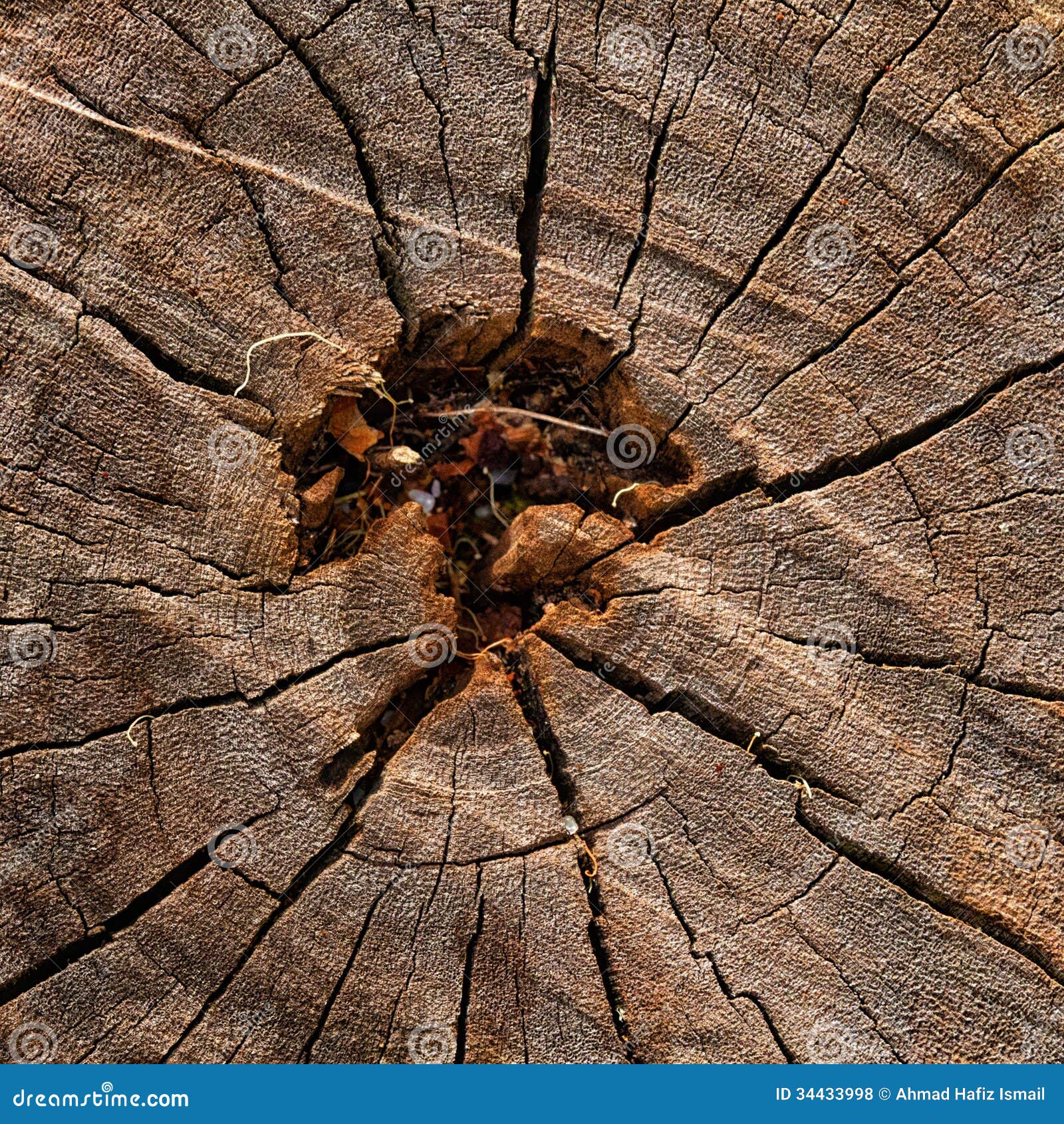 Tree Stump Pattern stock photo. Image of bark, slice - 34433998