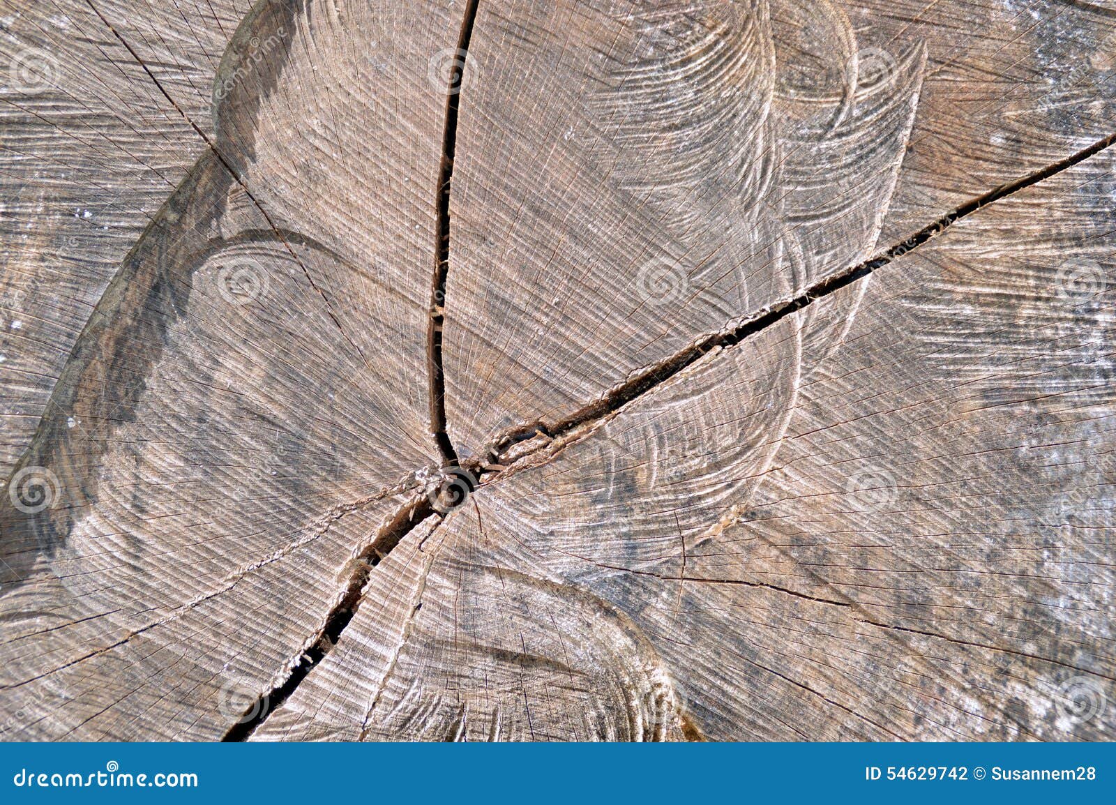 Tree stump with pattern stock photo. Image of stump, beautiful - 54629742