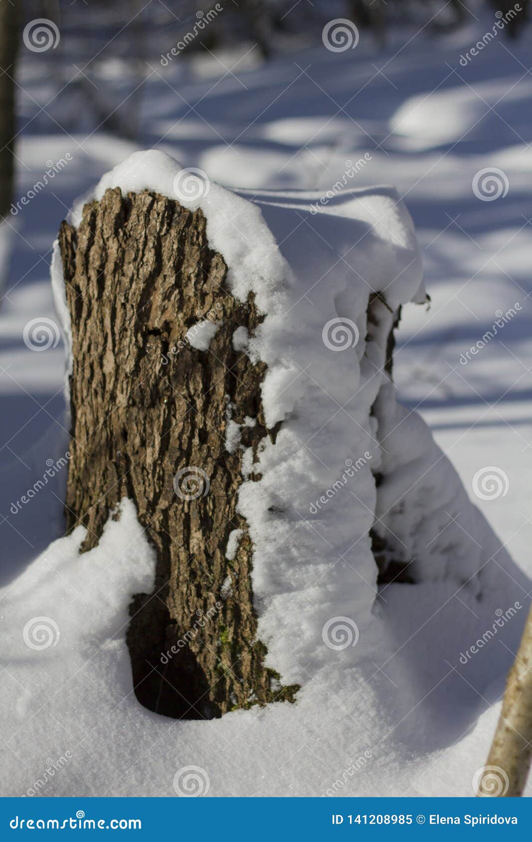 A Small Stump with a Snow Cap in the Forest Stock Image - Image of ...