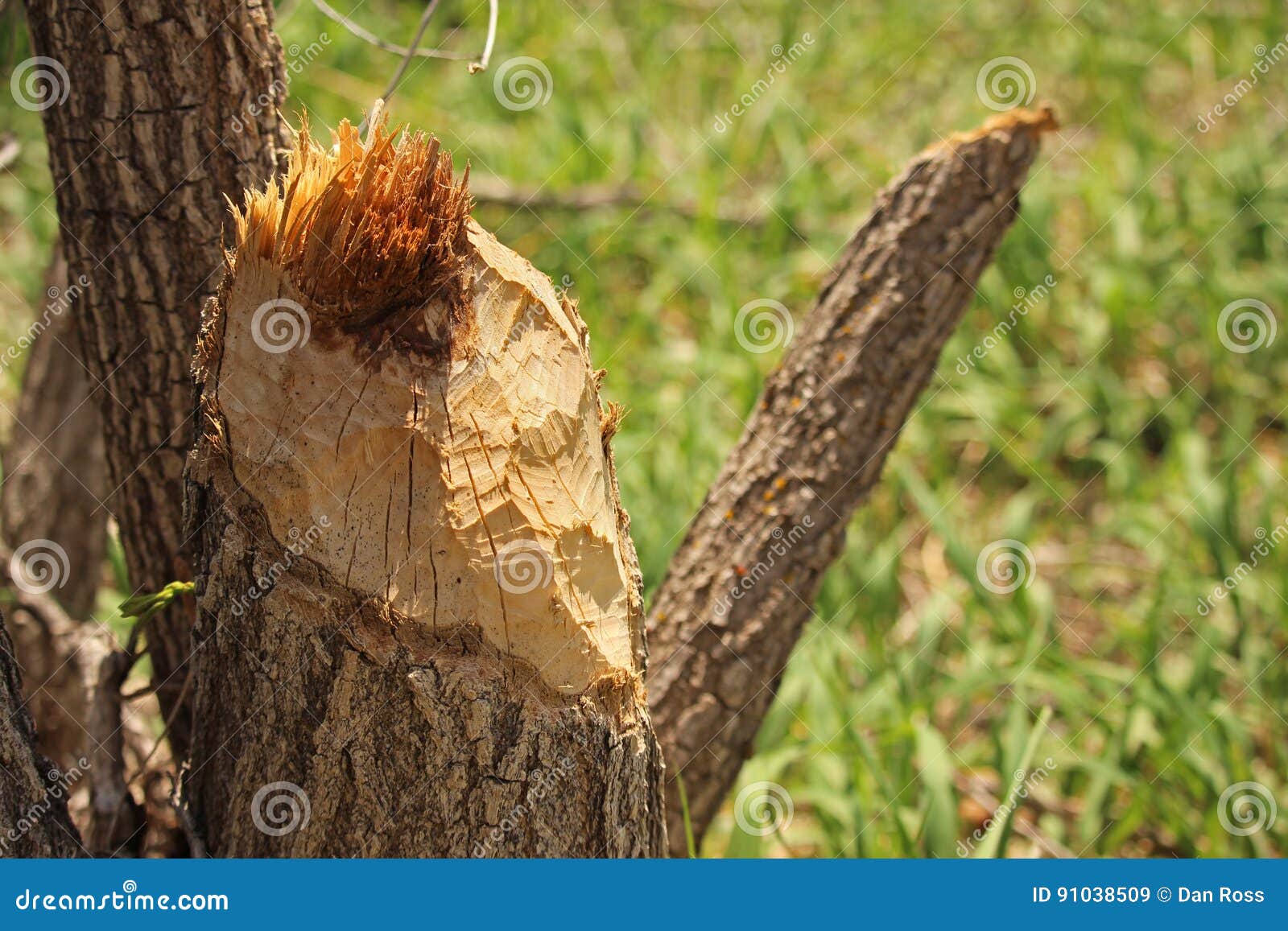 Tree Stump Recently Chewed by a Beaver. Stock Image - Image of stump ...