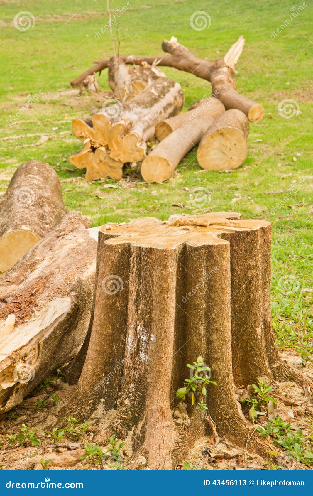 Tree stump stock image. Image of bark, sharp, failure - 43456113