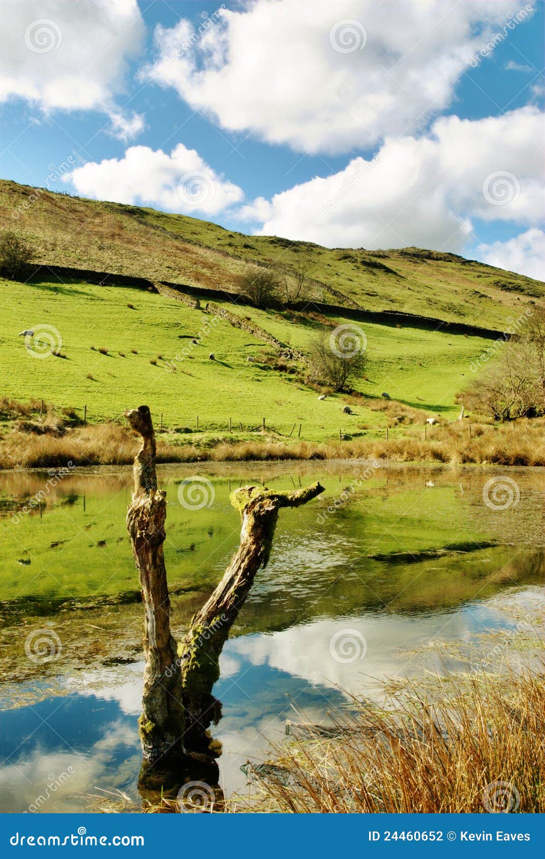Tree Stump Reflected in Scenic Lake Stock Photo - Image of reflection ...