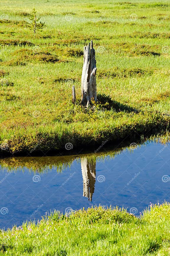 Tree Stump Reflection stock image. Image of stem, lake - 31925211