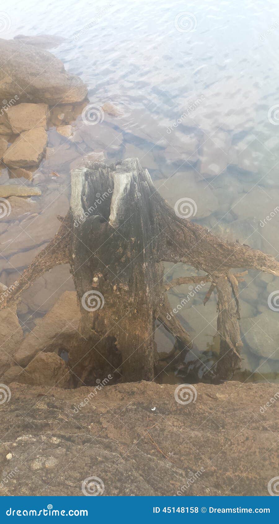 Tree stump reflection stock photo. Image of landing, lake - 45148158