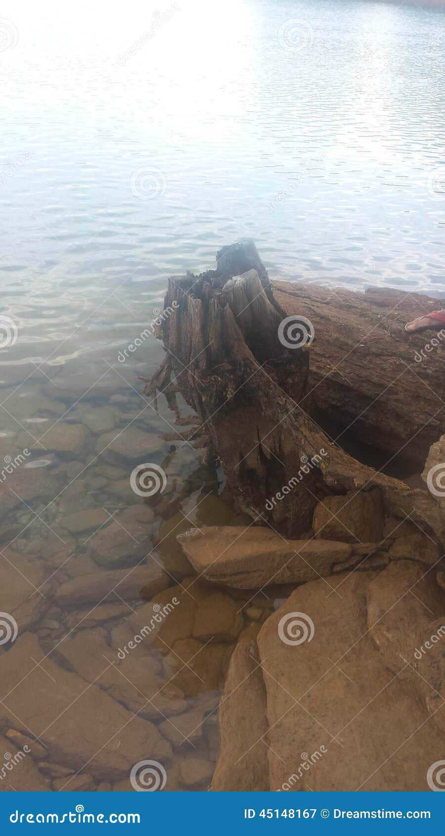 Tree stump reflection 2 stock image. Image of tree, seneca - 45148167
