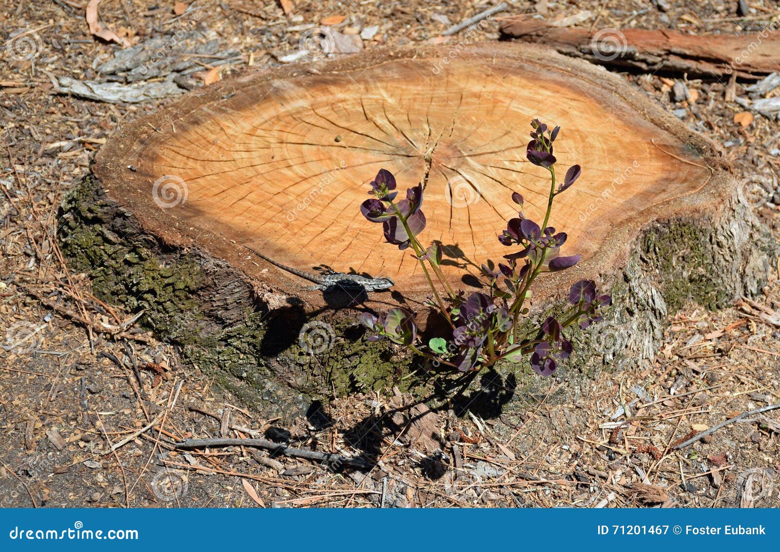 Tree Stump with Regrowth and Sunning Lizard Stock Image - Image of ...