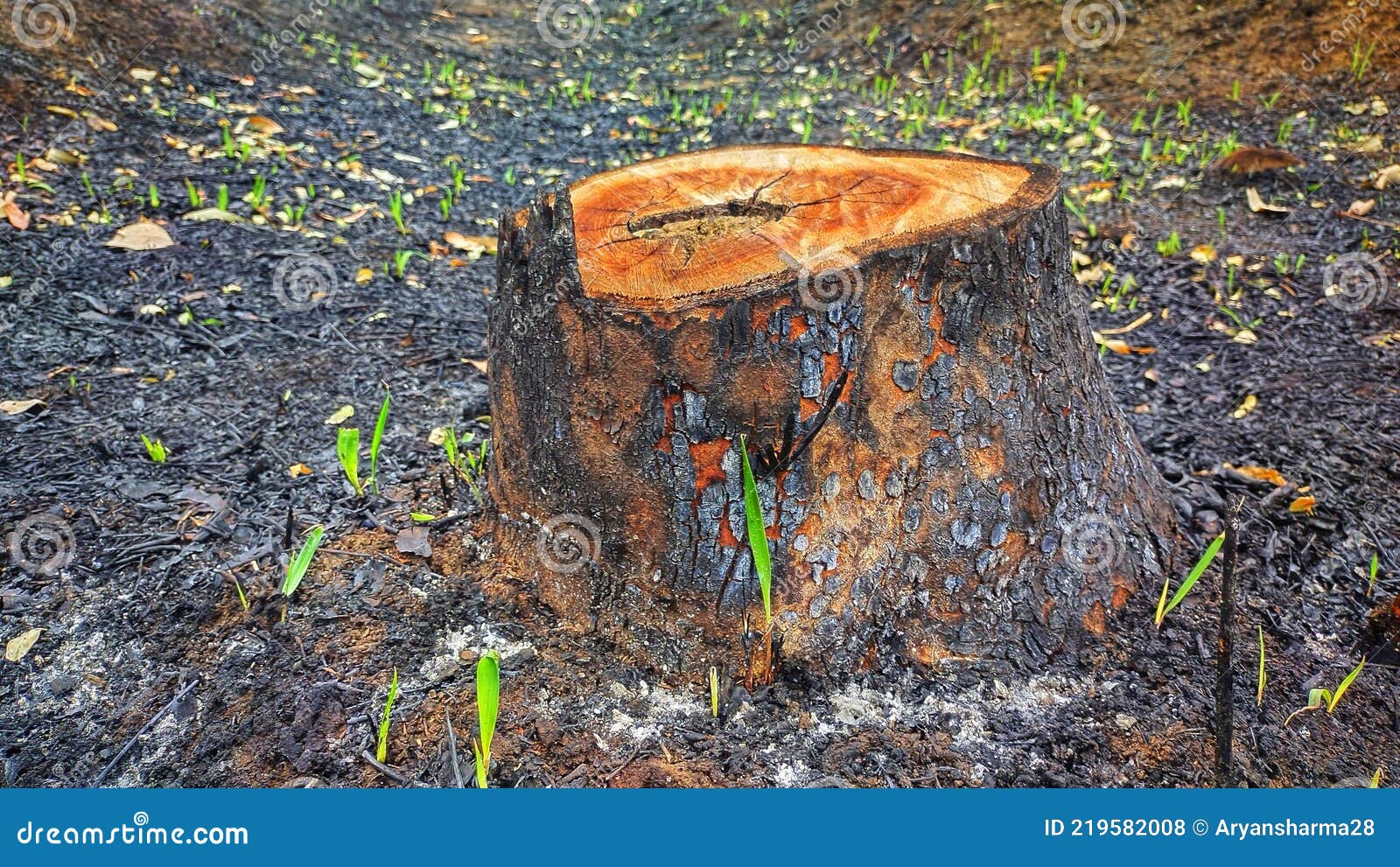 A Tree Stump Remaining after Forest Fire Stock Photo - Image of ...