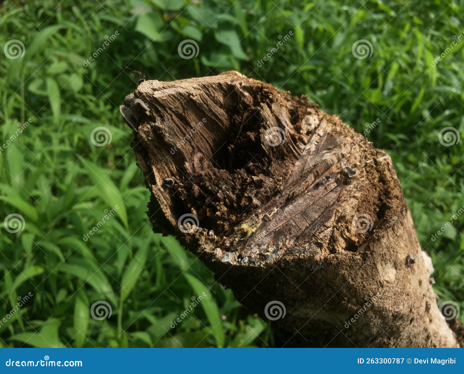 Embedded Ground Wire Of Electrical Concrete Pole At The Tip Royalty ...