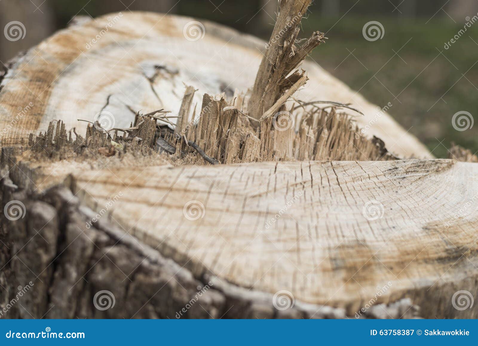 Tree Stump with Remains Sticking Out Stock Image - Image of stump ...