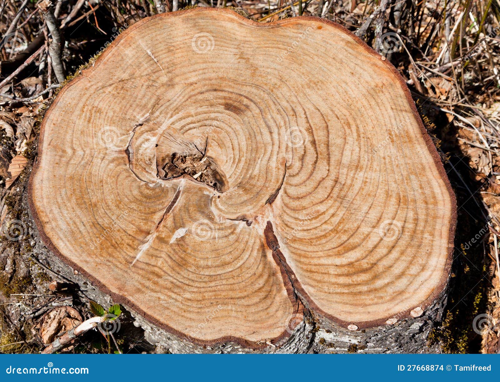 Ancient tree, Tree rings, Tree stump