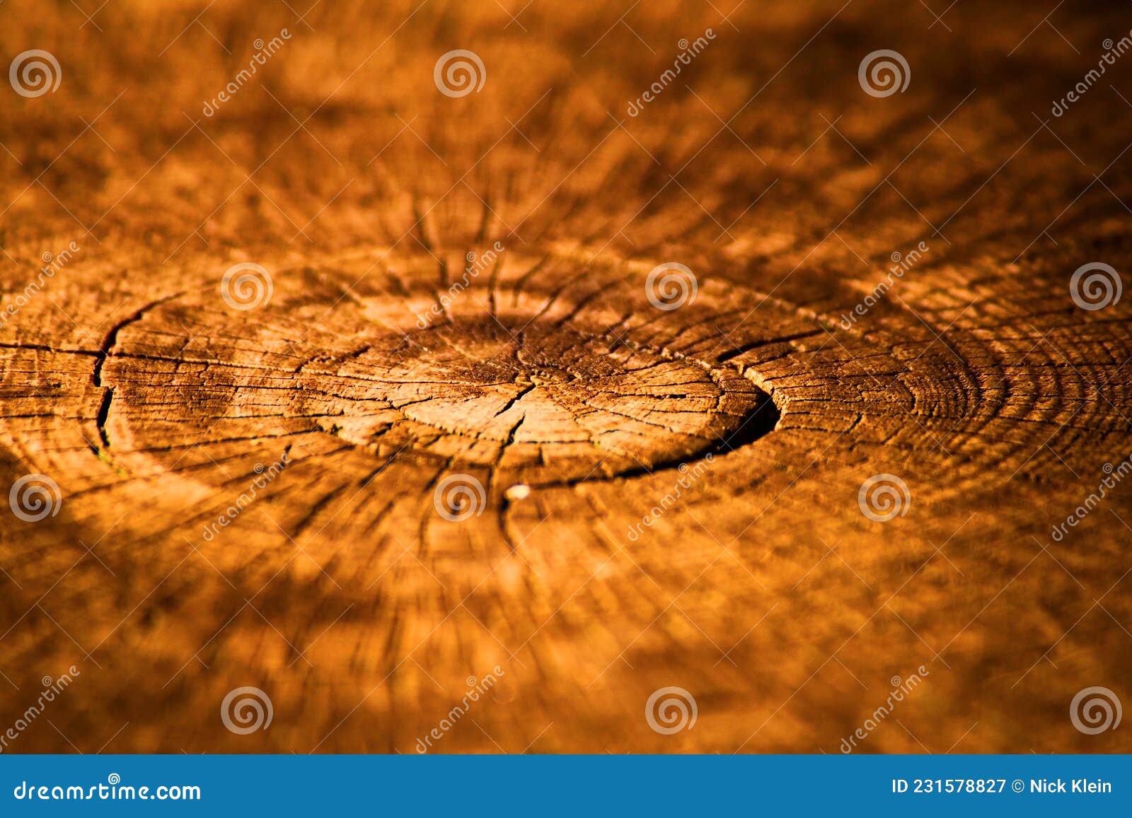 Tree Stump with Rings of Age Stock Image - Image of backgrounds, close ...