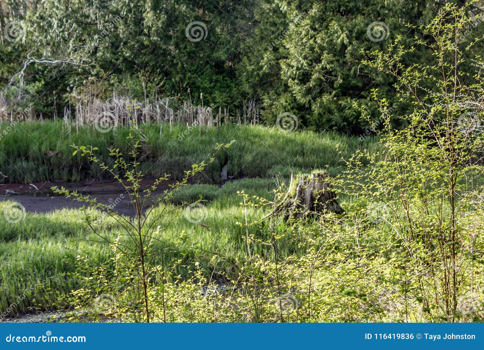 Tree stump river clearing stock photo. Image of scene - 116419836