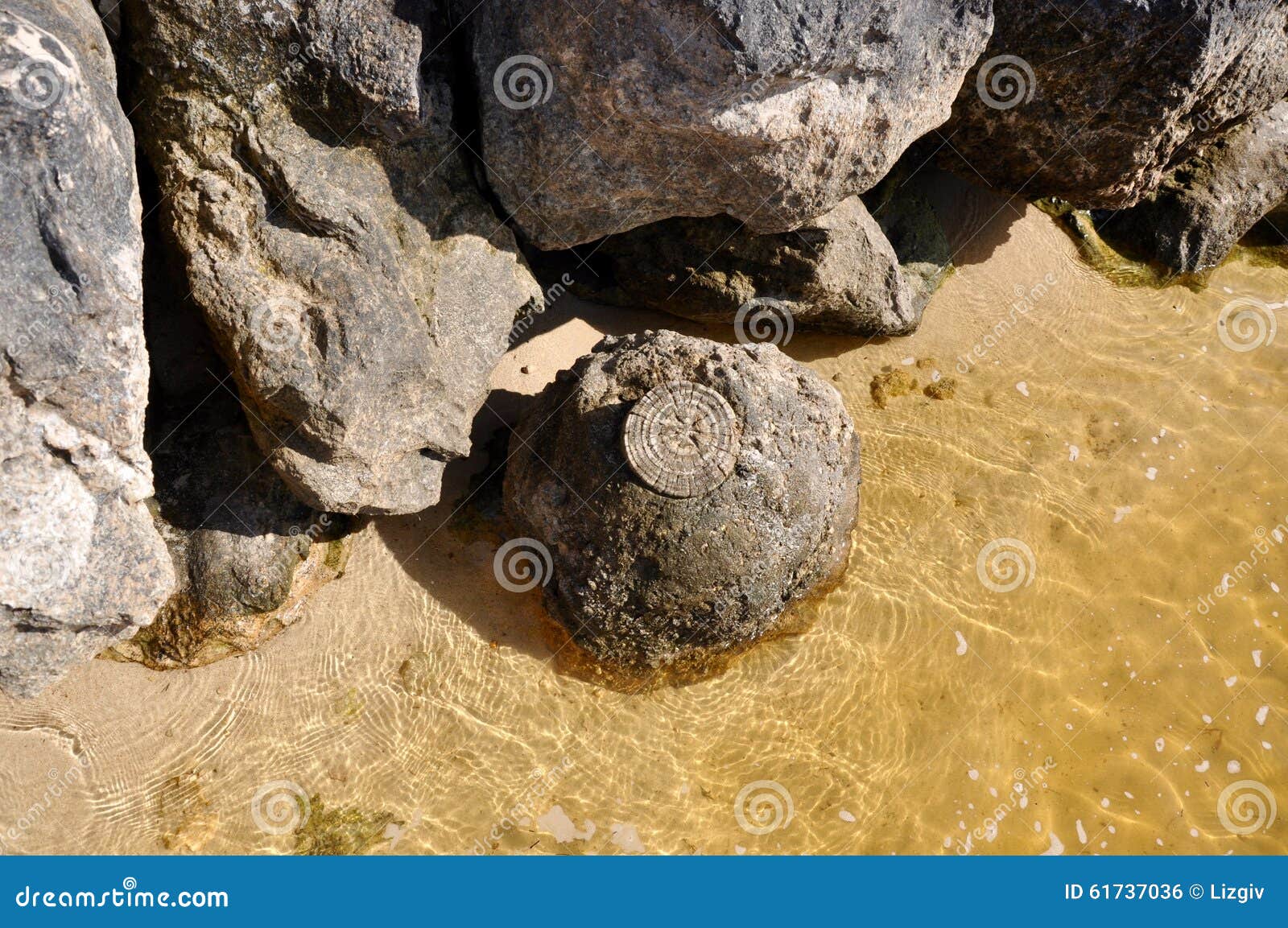 Tree Stump in Rock: River S Edge Stock Photo - Image of rock, tree ...
