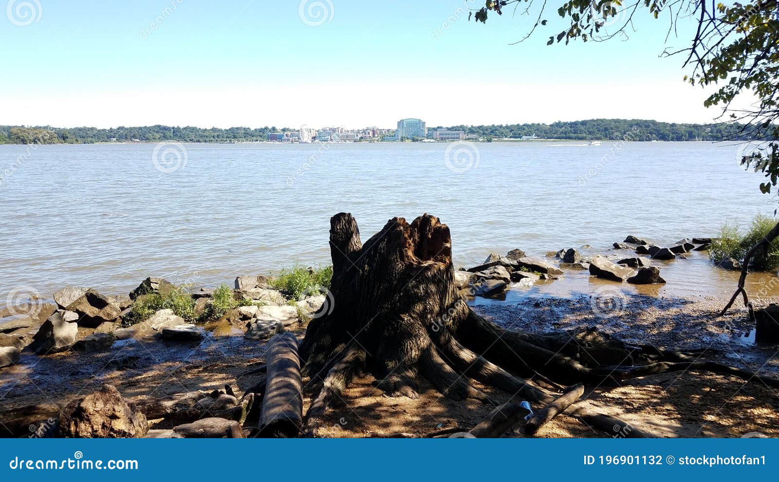 Tree Stump and Rocks and River and National Harbor Stock Photo - Image ...