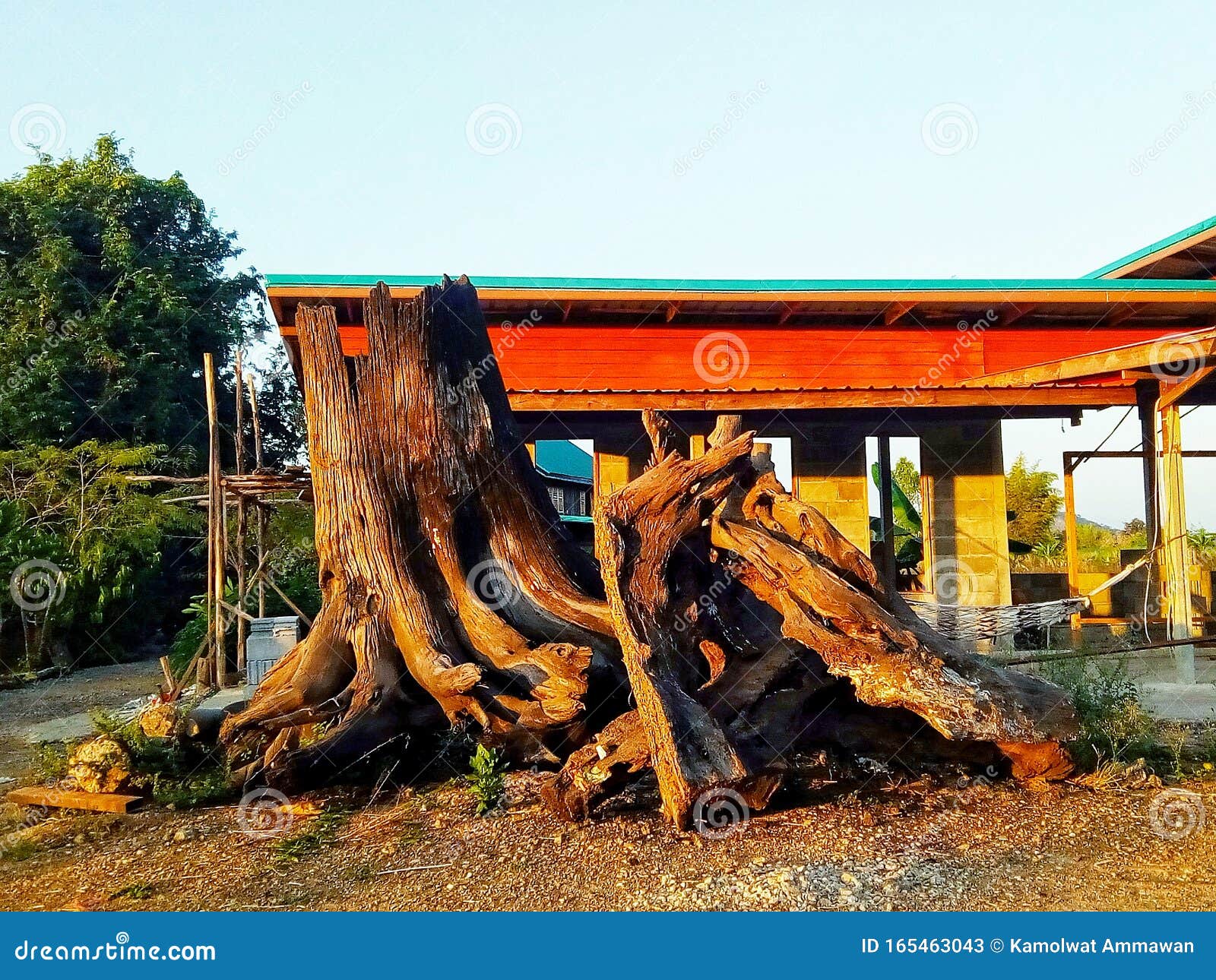 Tree Stump, Tree Root, Tree Wreck, Tree Trunk, Decay Stock Image ...